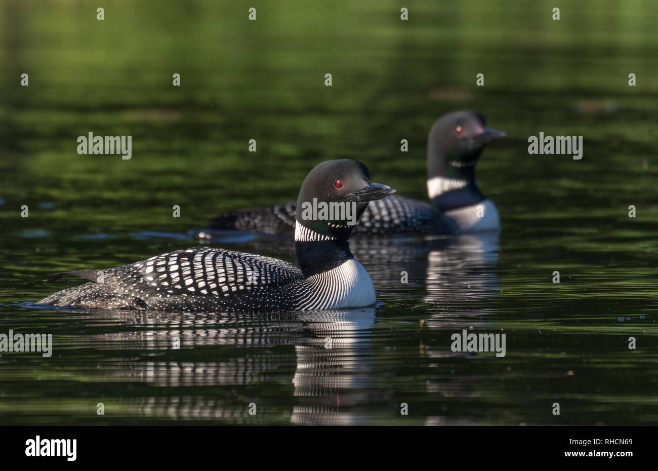 Common loons on the Chippewa Flowage in northern Wisconsin Stock Photo ...