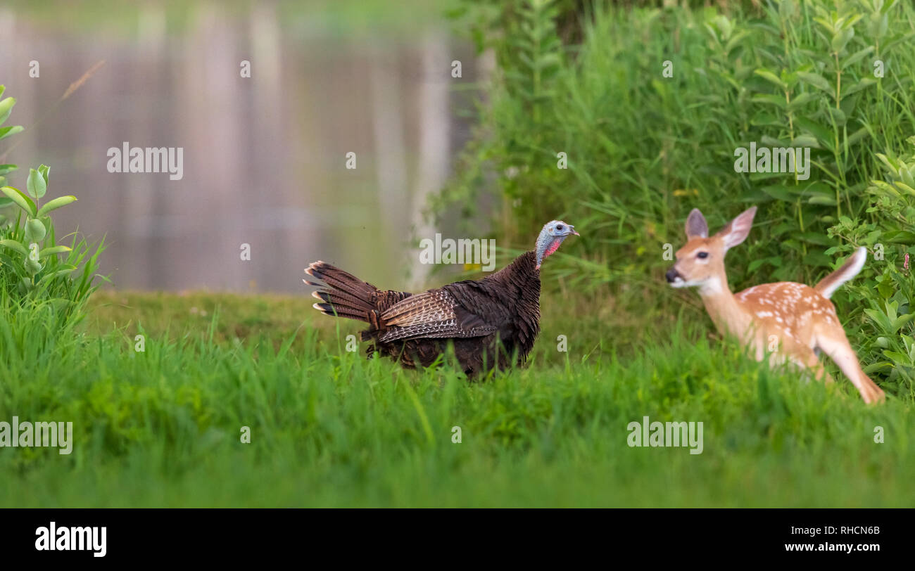 Hen turkey fans her tail in an encounter with a white-tailed fawn Stock ...