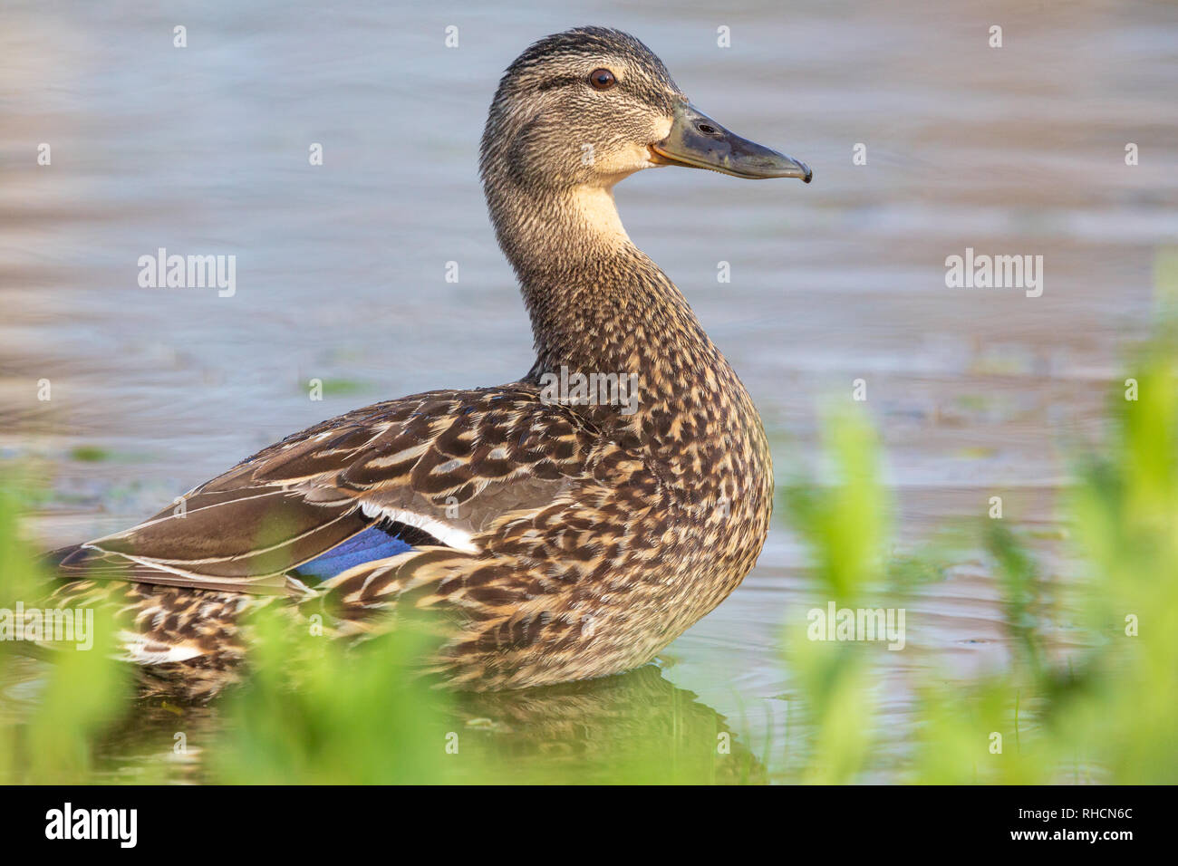 Plain duck mallard hen hi-res stock photography and images - Alamy