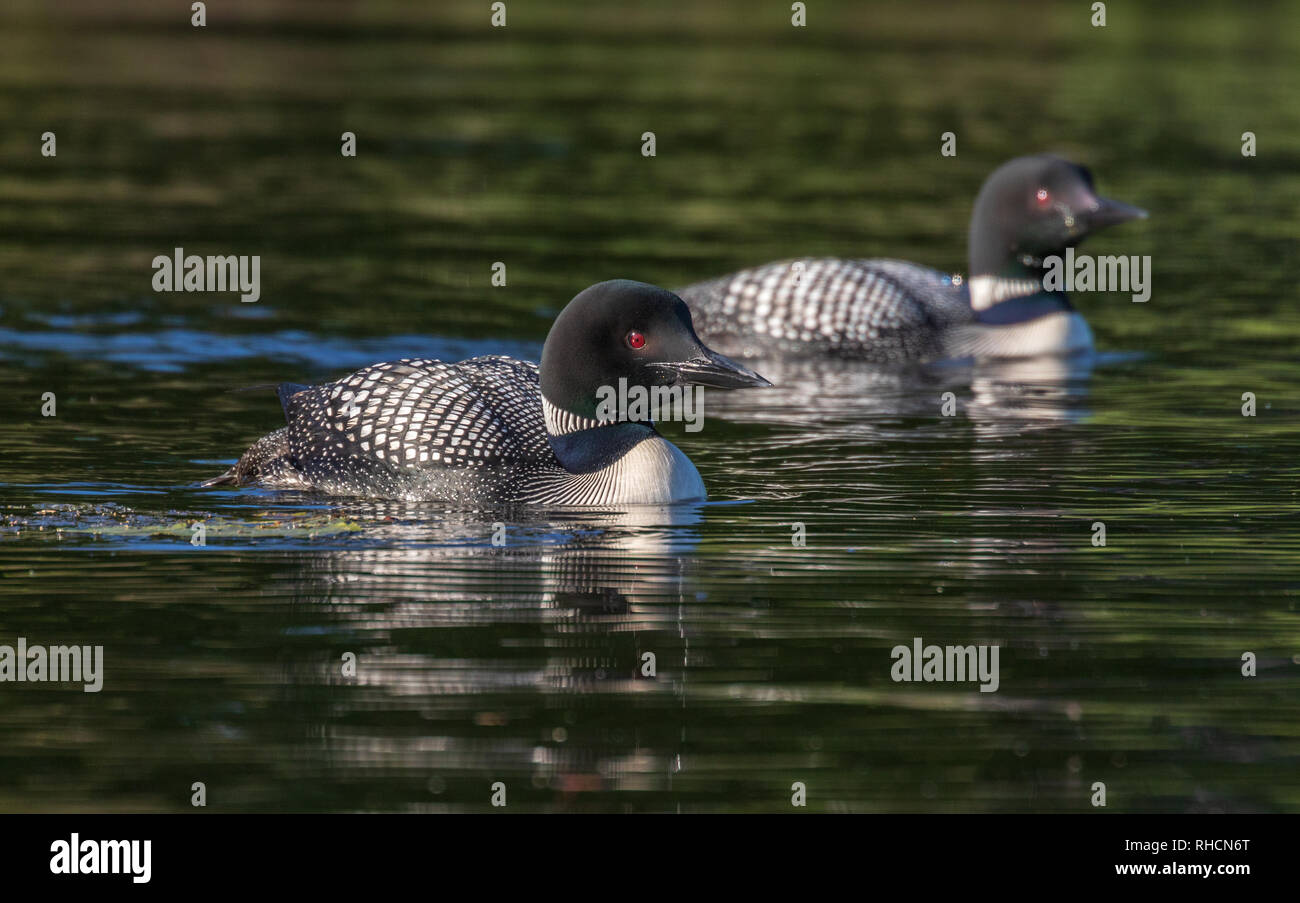 Common loons on the Chippewa Flowage in northern Wisconsin Stock Photo ...