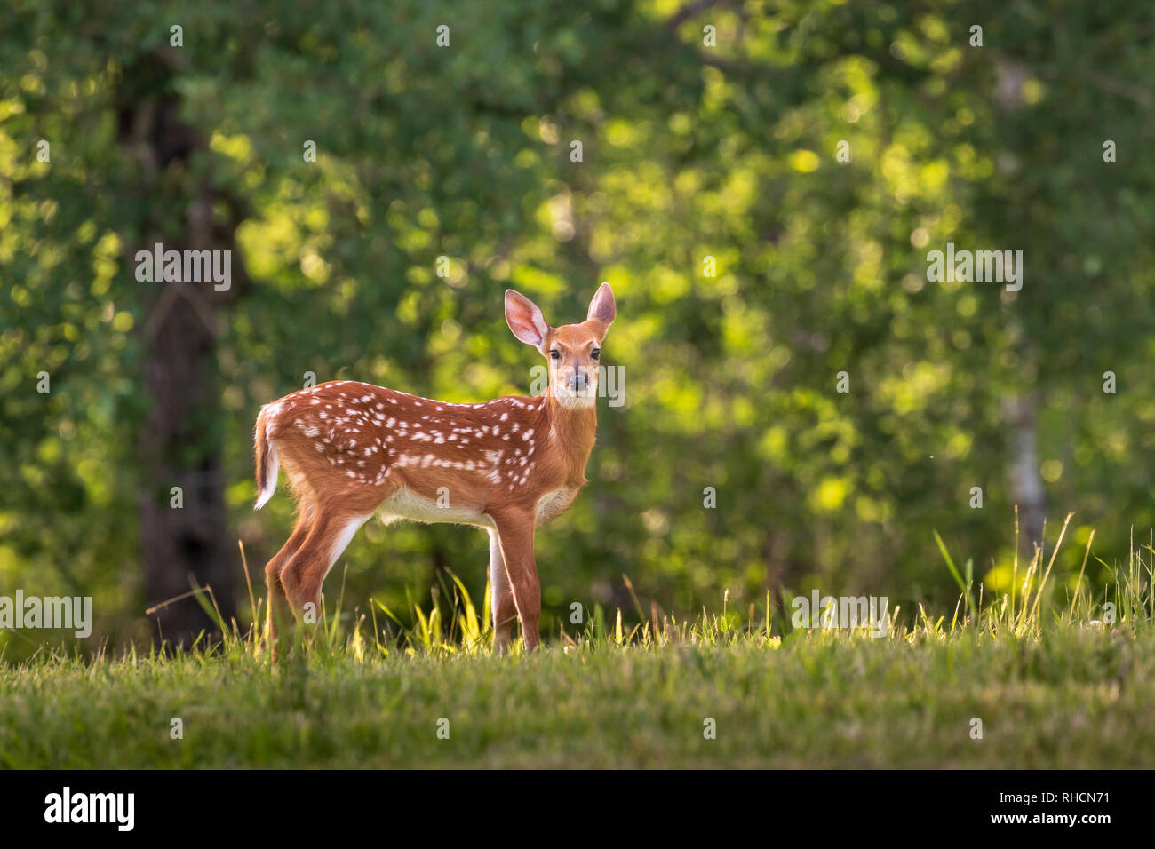 Spotted fawn standing edge hi-res stock photography and images - Alamy