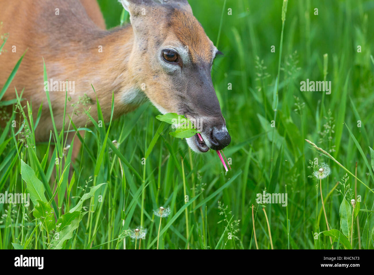 White-tailed doe feeding in a summer meadow Stock Photo - Alamy