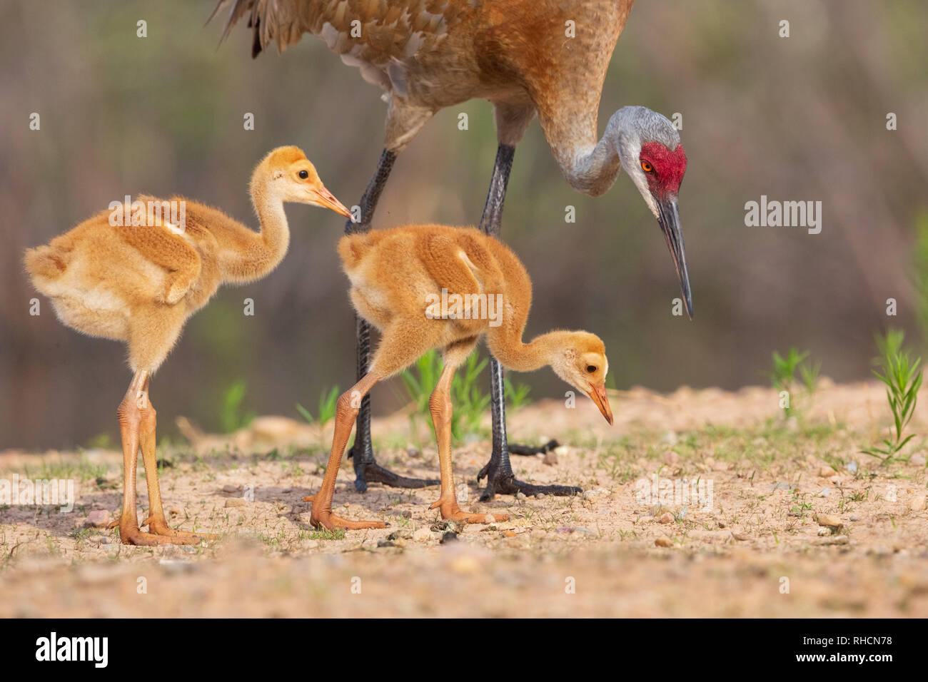 Sandhill crane family Stock Photo - Alamy