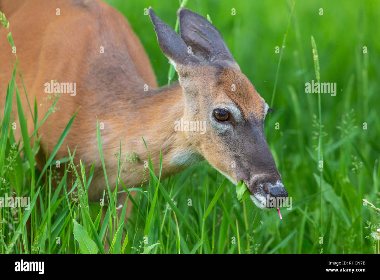 Chew up remote hi-res stock photography and images - Alamy