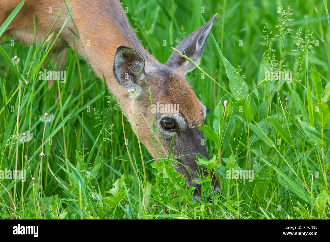 White-tailed doe feeding in a summer meadow Stock Photo - Alamy