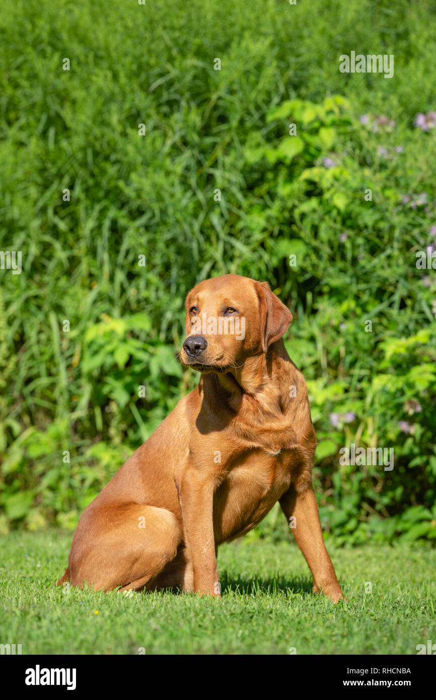 Fox red Labrador retriever Stock Photo - Alamy
