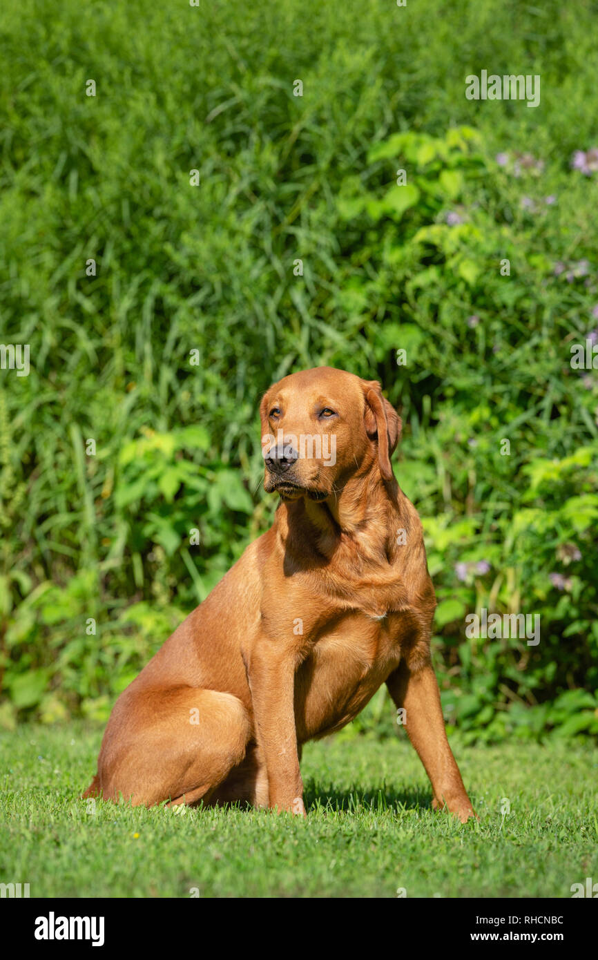 Fox red Labrador retriever Stock Photo - Alamy
