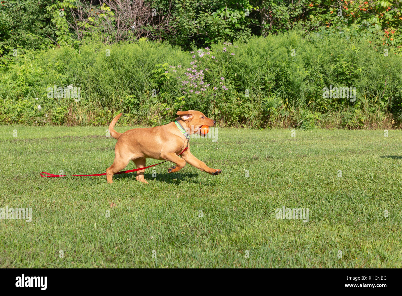 Fox red Labrador retriever puppy returning with an orange training ...