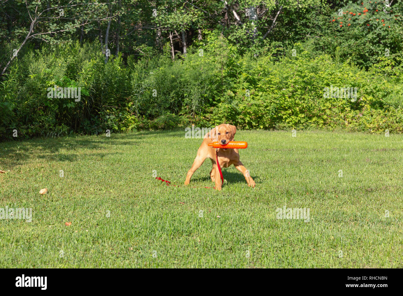 Fox red Labrador retriever puppy returning with an orange training ...