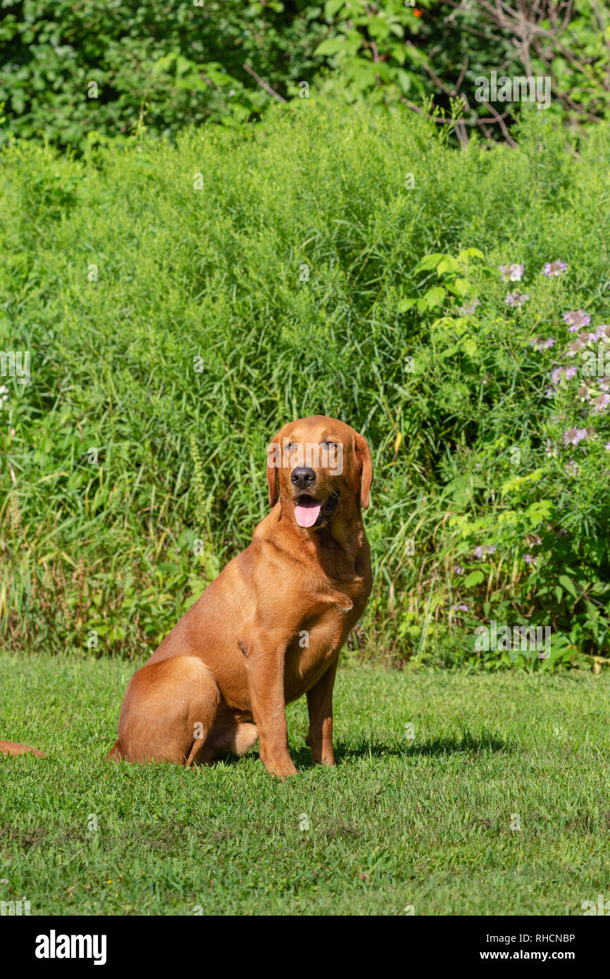 Red Fox Labrador Retriever in Wisconsin Stock Photo - Alamy