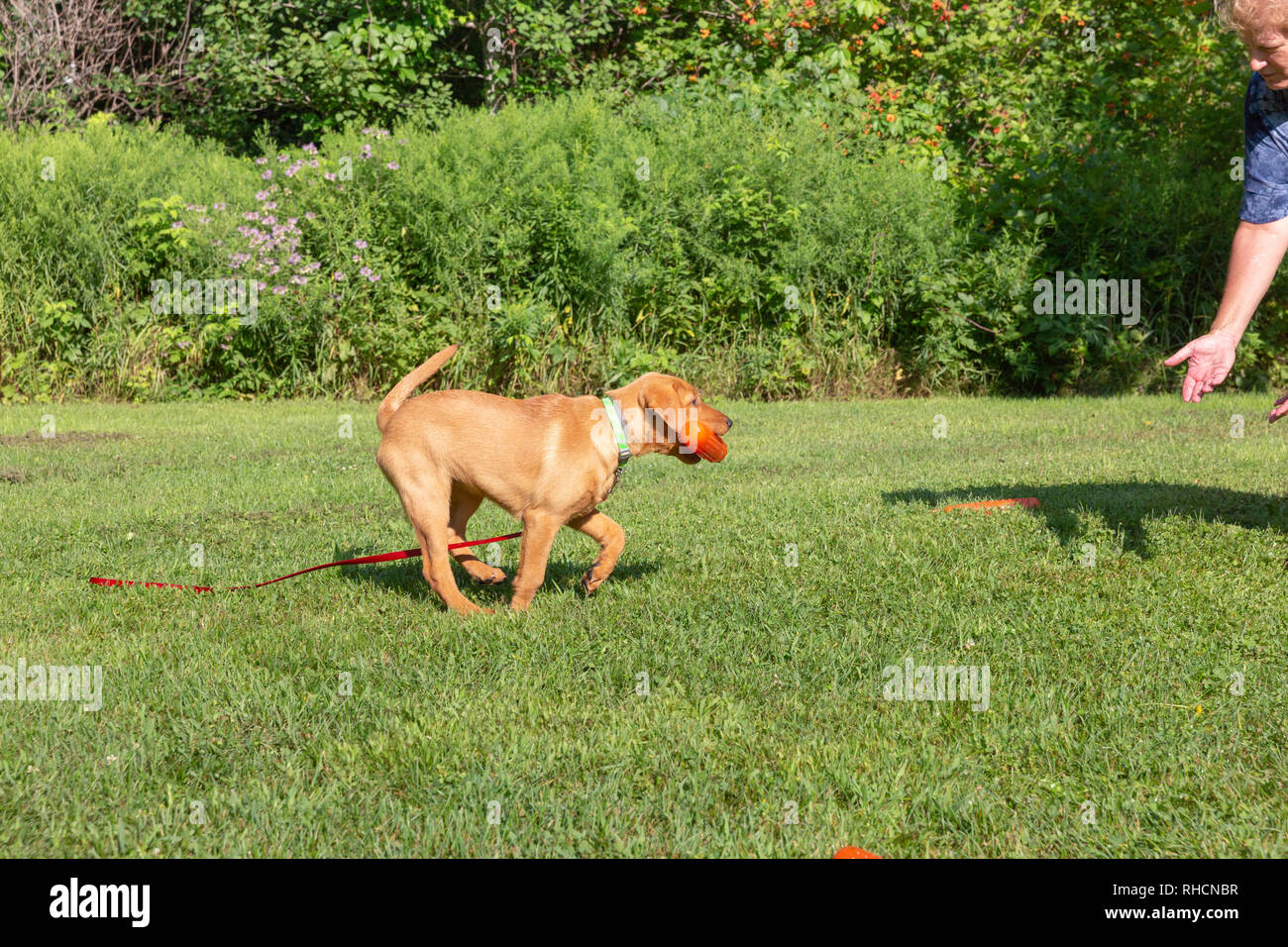 Labrador retrieving orange training bumper hi-res stock photography and ...