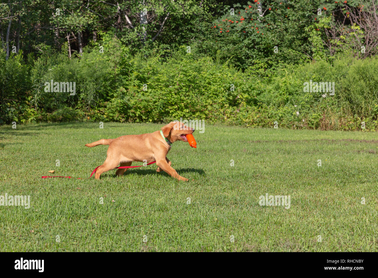 Fox red Labrador retriever - returning with the orange training dummy ...