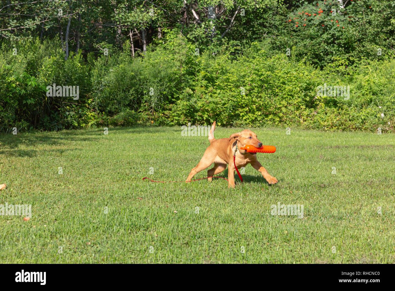 Fox red Labrador retriever puppy returning with an orange training ...