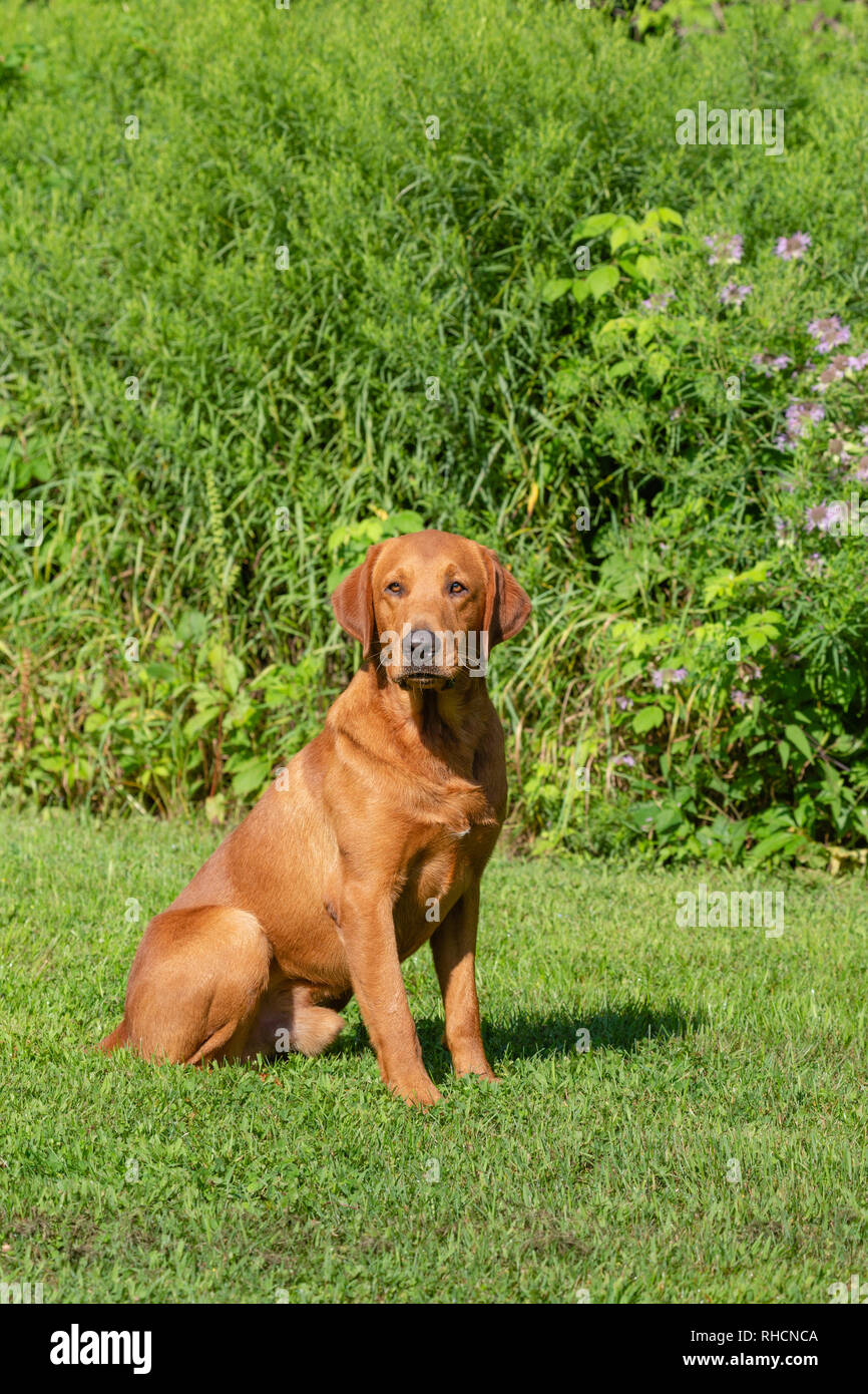 Fox red Labrador retriever Stock Photo - Alamy