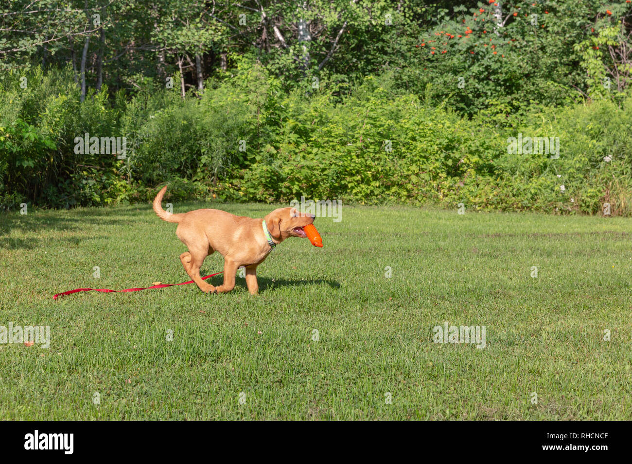 Fox red Labrador retriever - returning with the orange training dummy ...