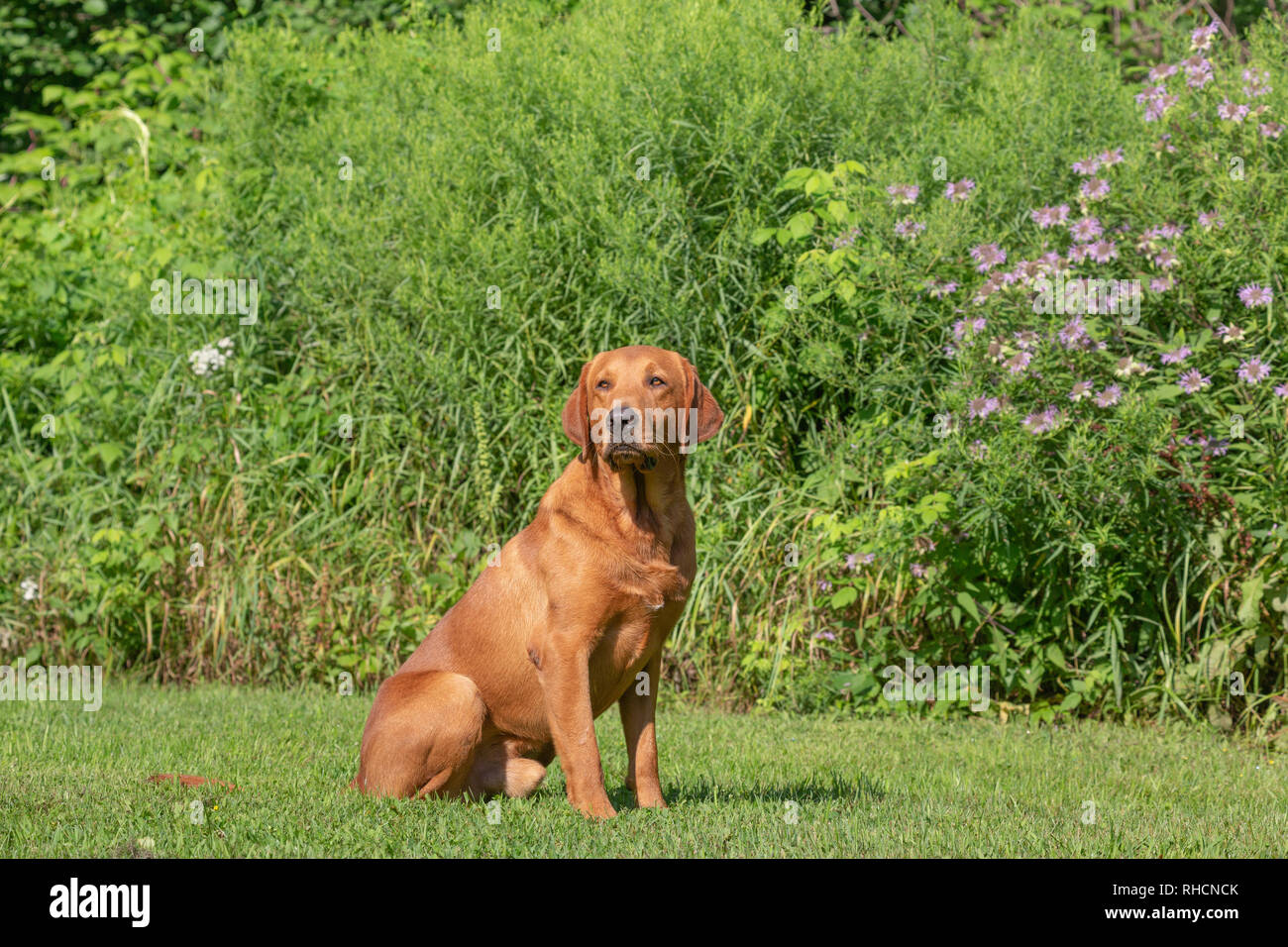 Fox red labrador hi-res stock photography and images - Alamy
