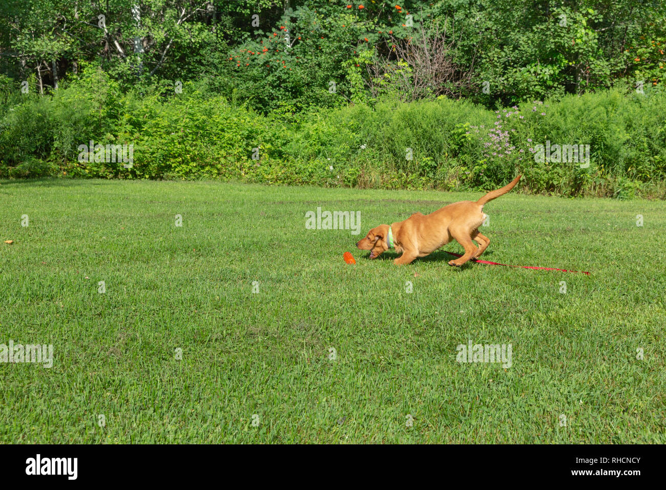 Fox red Labrador retriever running to grab the orange training dummy ...