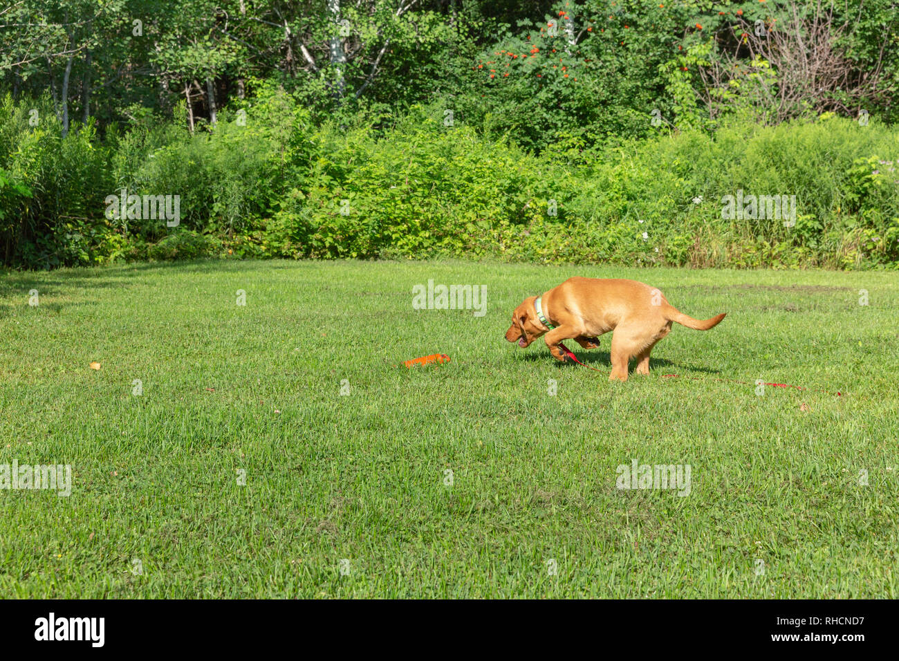 Fox red Labrador retriever - running to retrieve the orange training ...