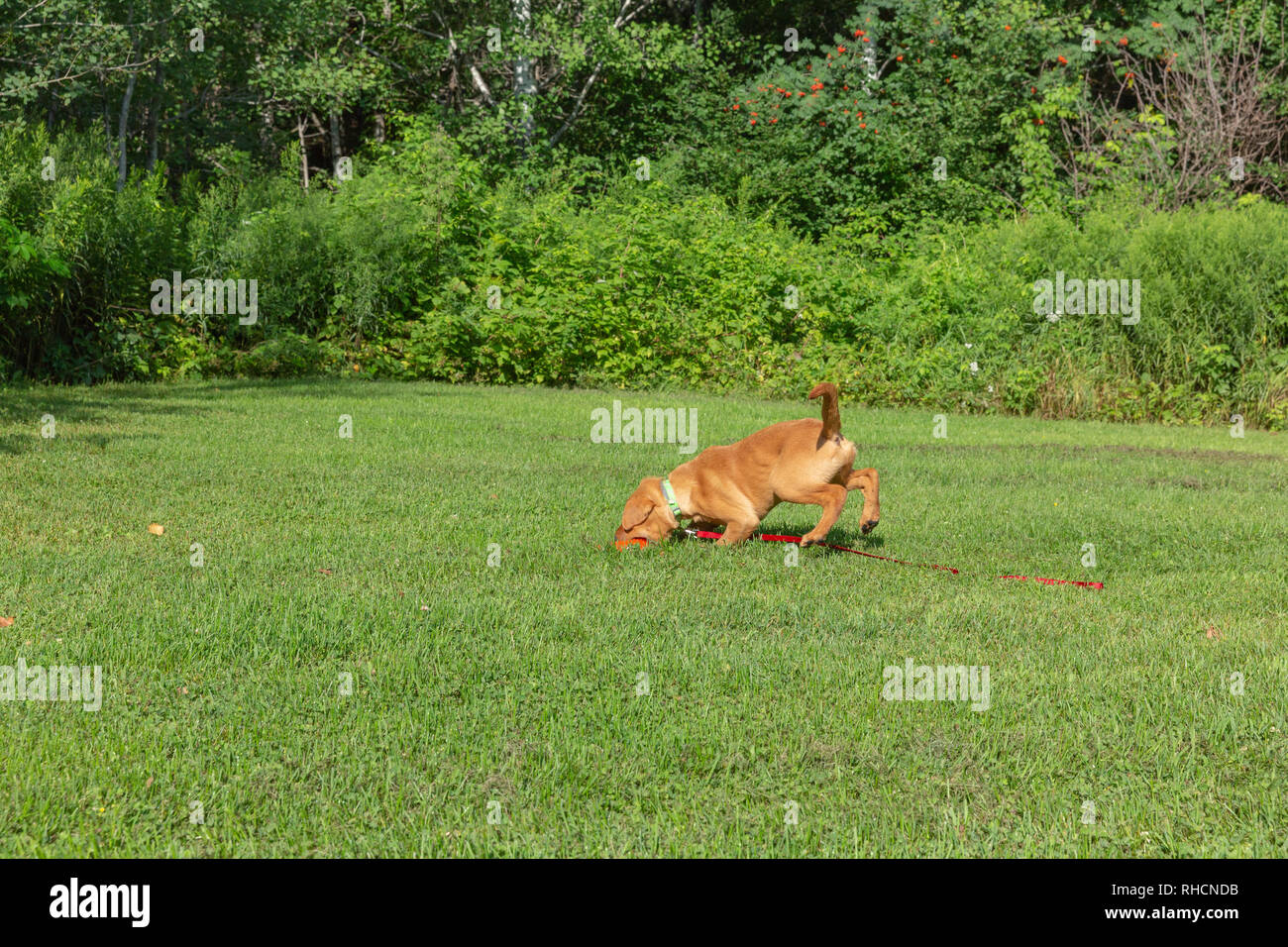 Fox red Labrador retriever - running to retrieve the orange training ...