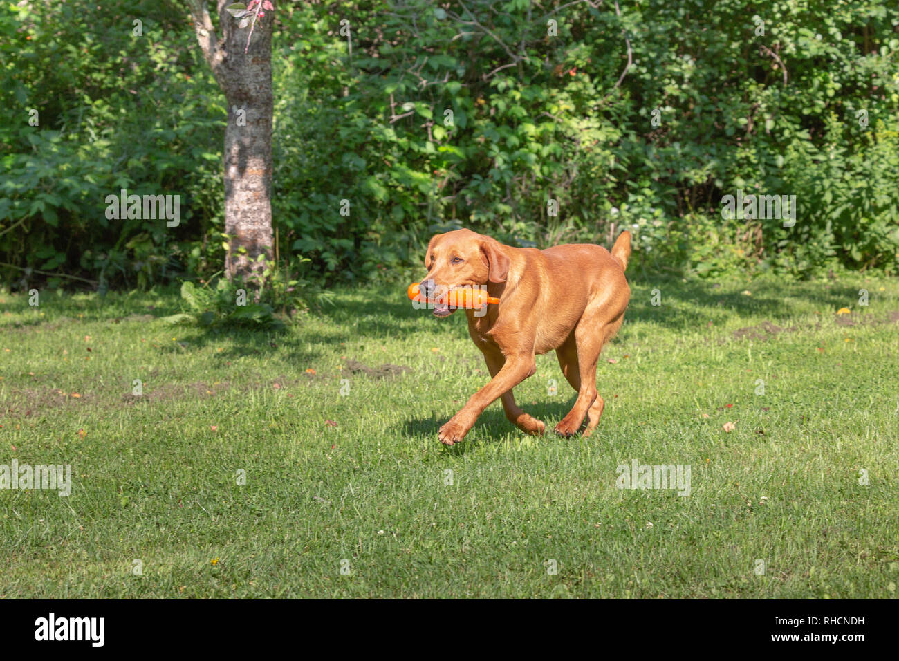 Fox red Labrador retriever returning with an orange training dummy ...