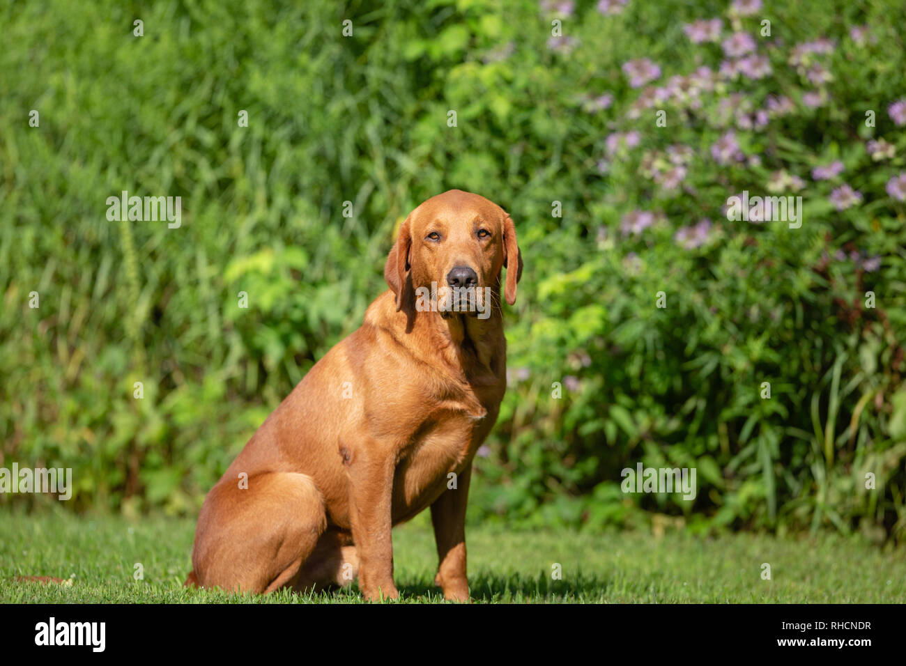 Mature red fox hi-res stock photography and images - Alamy