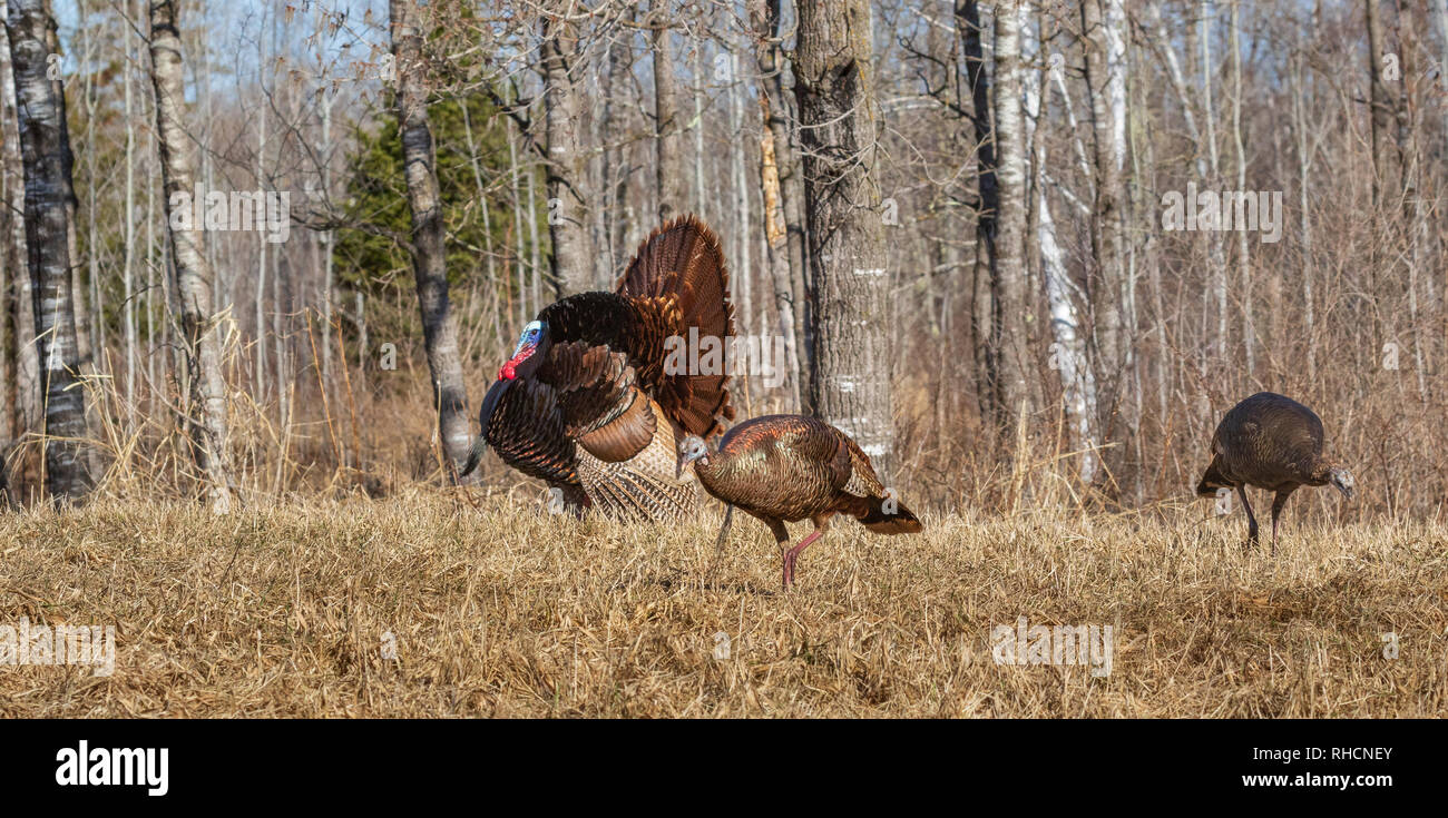 Tom turkey strutting for some hens Stock Photo - Alamy