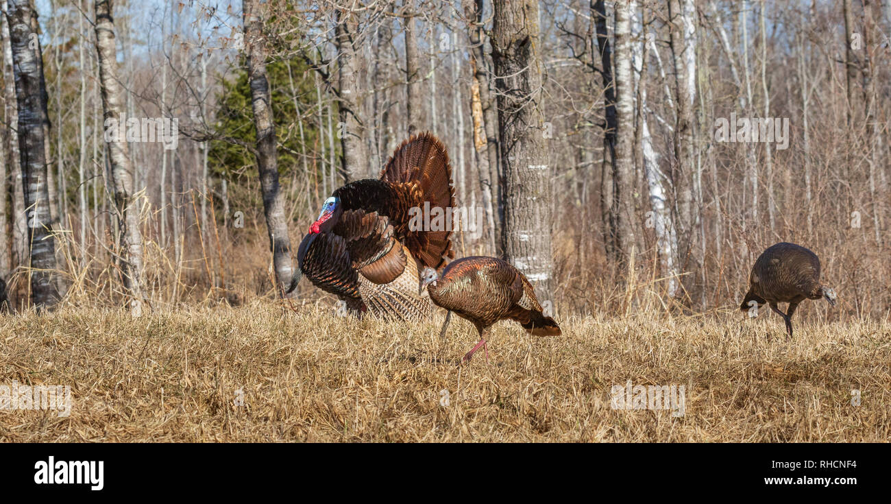Tom turkey strutting for some hens Stock Photo - Alamy