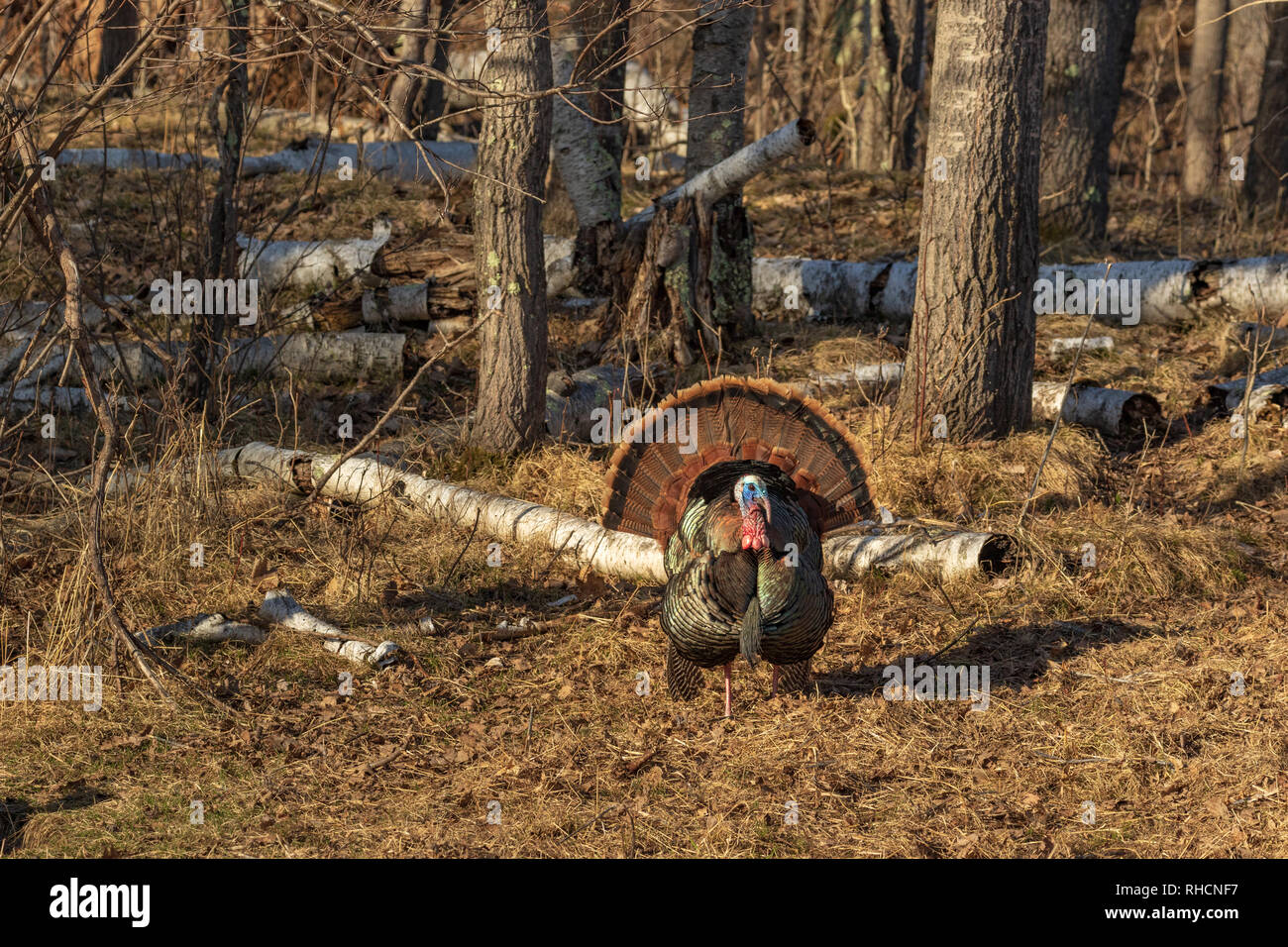 Tom turkey strutting for a hen in northern Wisconsin Stock Photo - Alamy