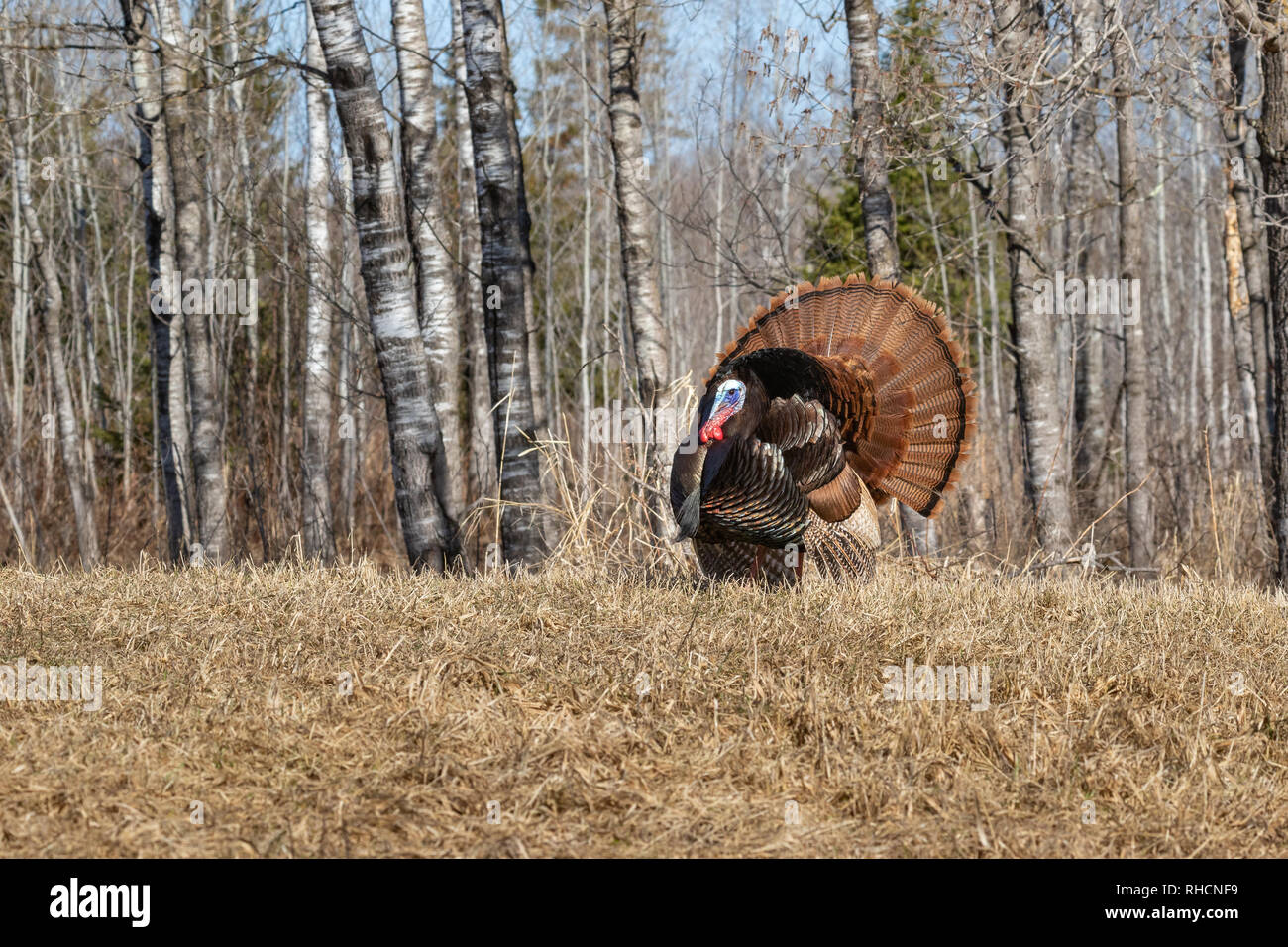 Eastern wild Turkey strutting in a northern Wisconsin field Stock Photo ...