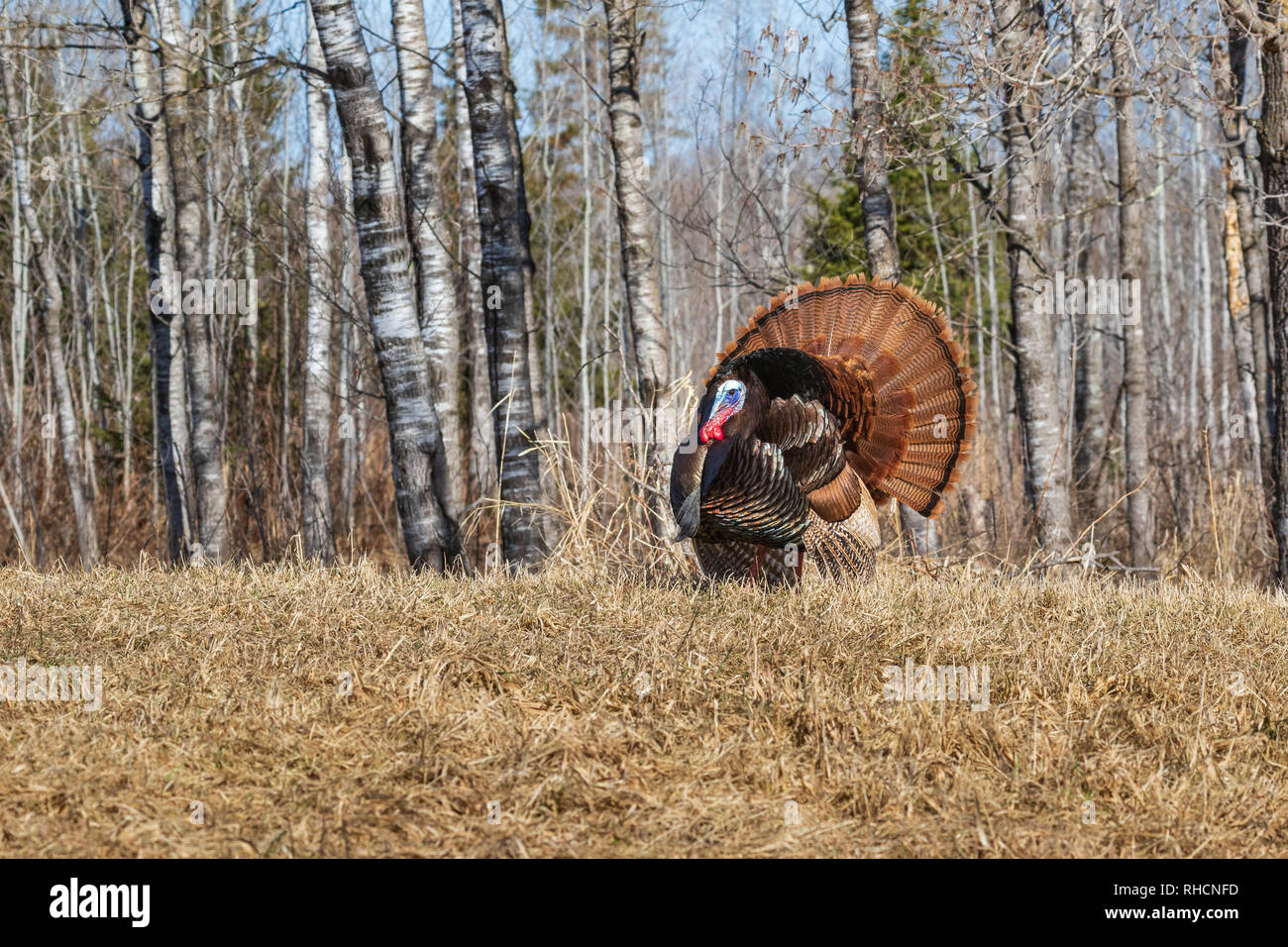 Eastern wild Turkey strutting in a northern Wisconsin field Stock Photo ...