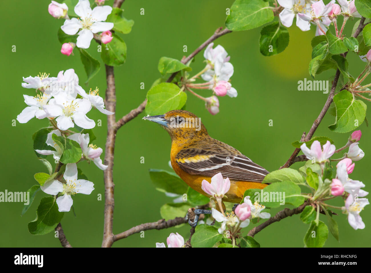 Female oriole hi-res stock photography and images - Alamy