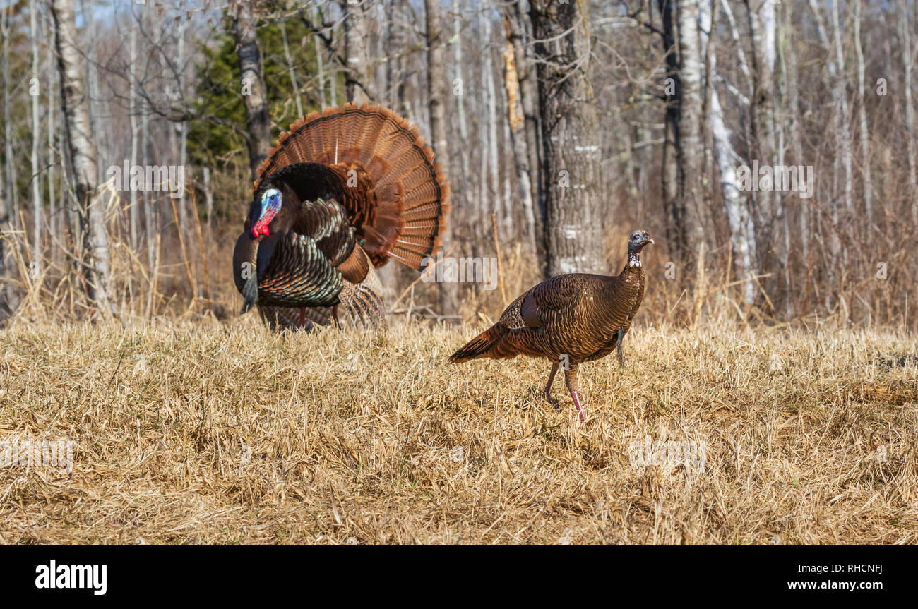 Tom turkey strutting for some hens Stock Photo - Alamy