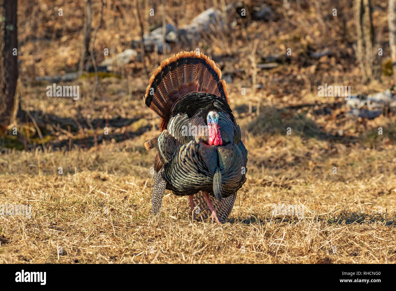 Tom turkey strutting for some hens Stock Photo - Alamy
