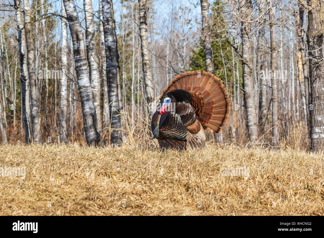 Wild turkey fanning hi-res stock photography and images - Alamy