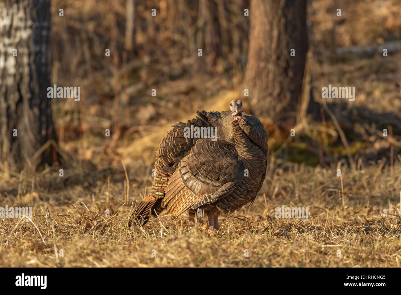 Black ruffle feathers hi-res stock photography and images - Alamy
