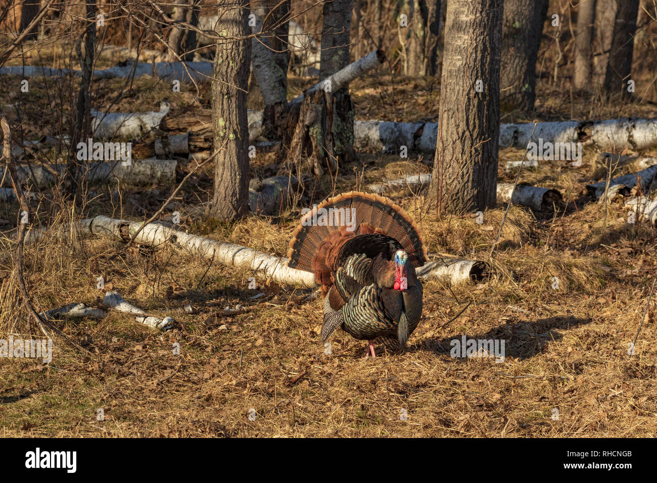 Tom turkey strutting for a hen in northern Wisconsin Stock Photo - Alamy