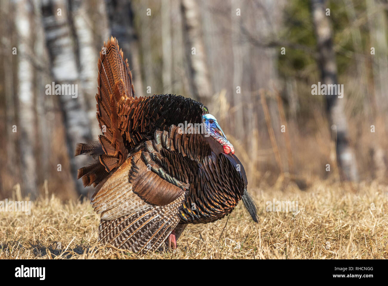 Eastern wild Turkey strutting in a northern Wisconsin field Stock Photo ...