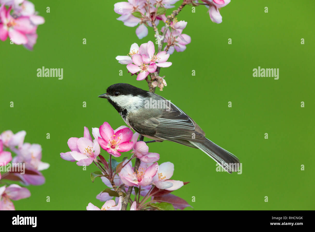 Black capped chickadee with white blooms hi-res stock photography and ...