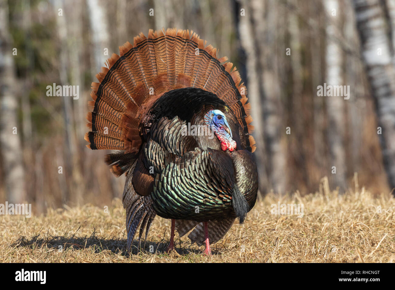 Eastern wild Turkey strutting in a northern Wisconsin field Stock Photo ...