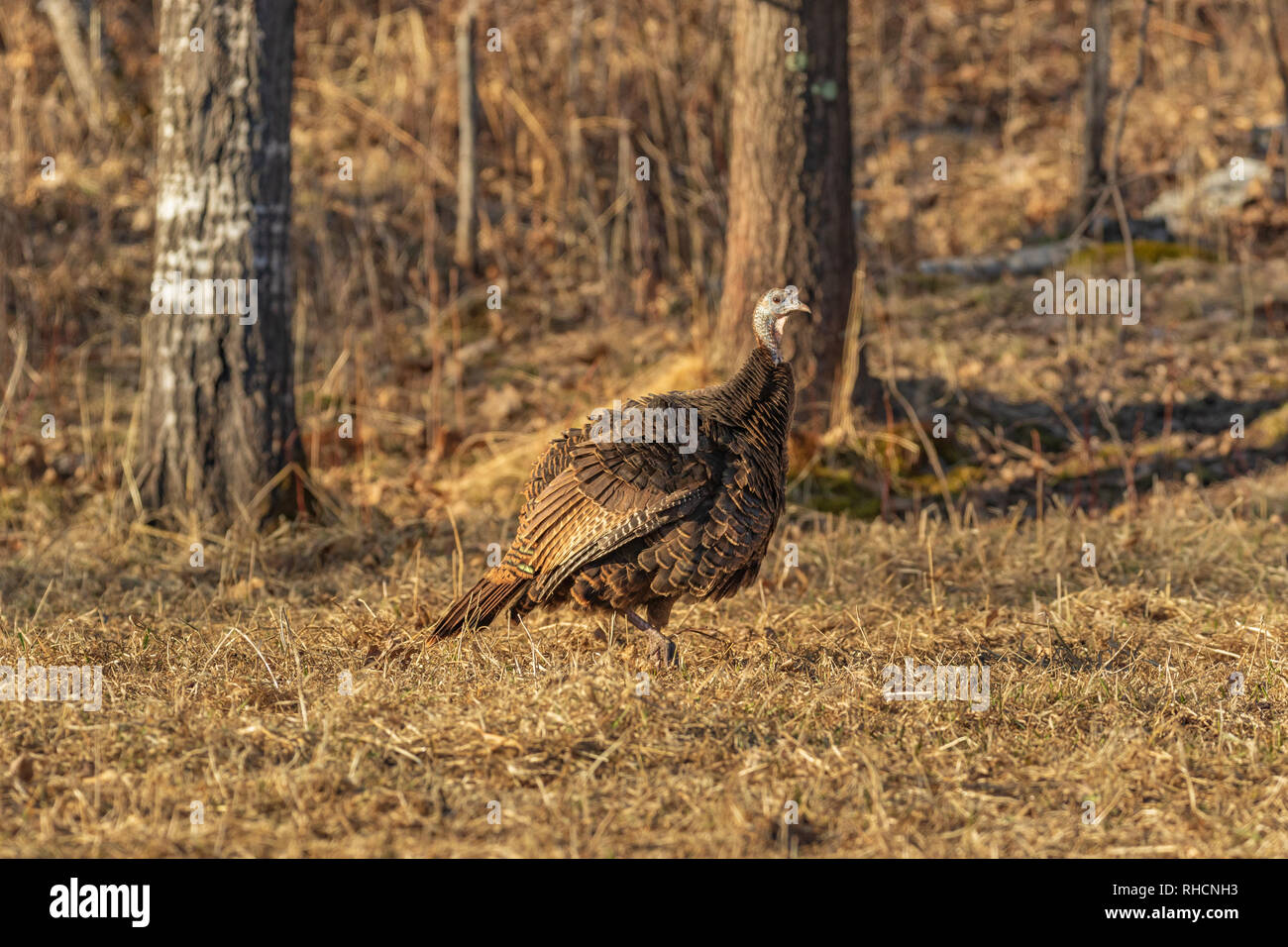Black ruffle feathers hi-res stock photography and images - Alamy