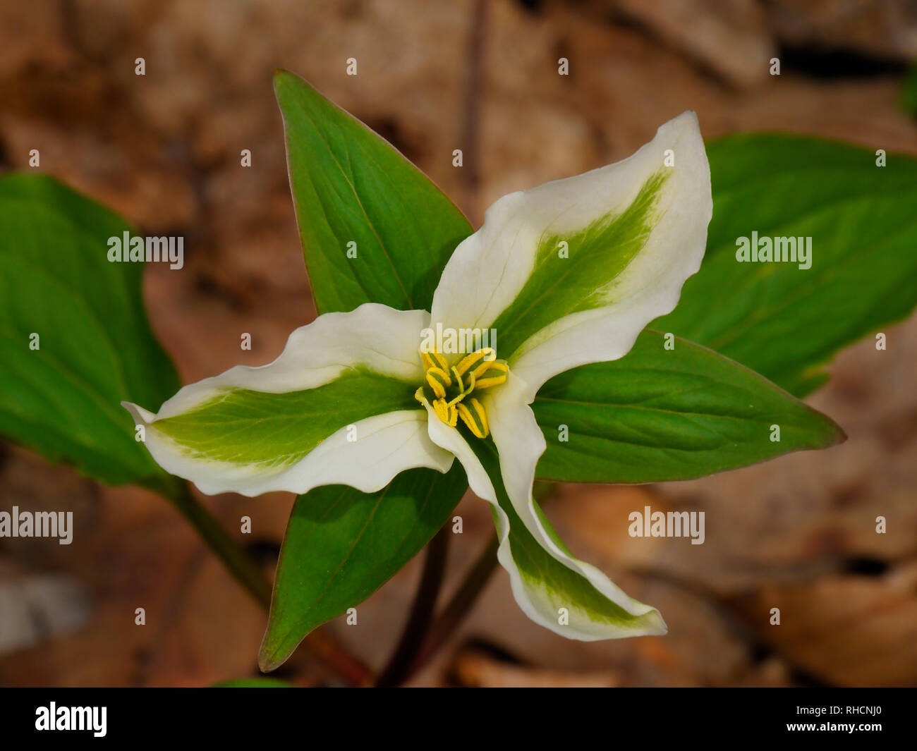 Mycoplasma-infected Trillium, Pyrimid Point Trail, Sleeping Bear Dunes ...