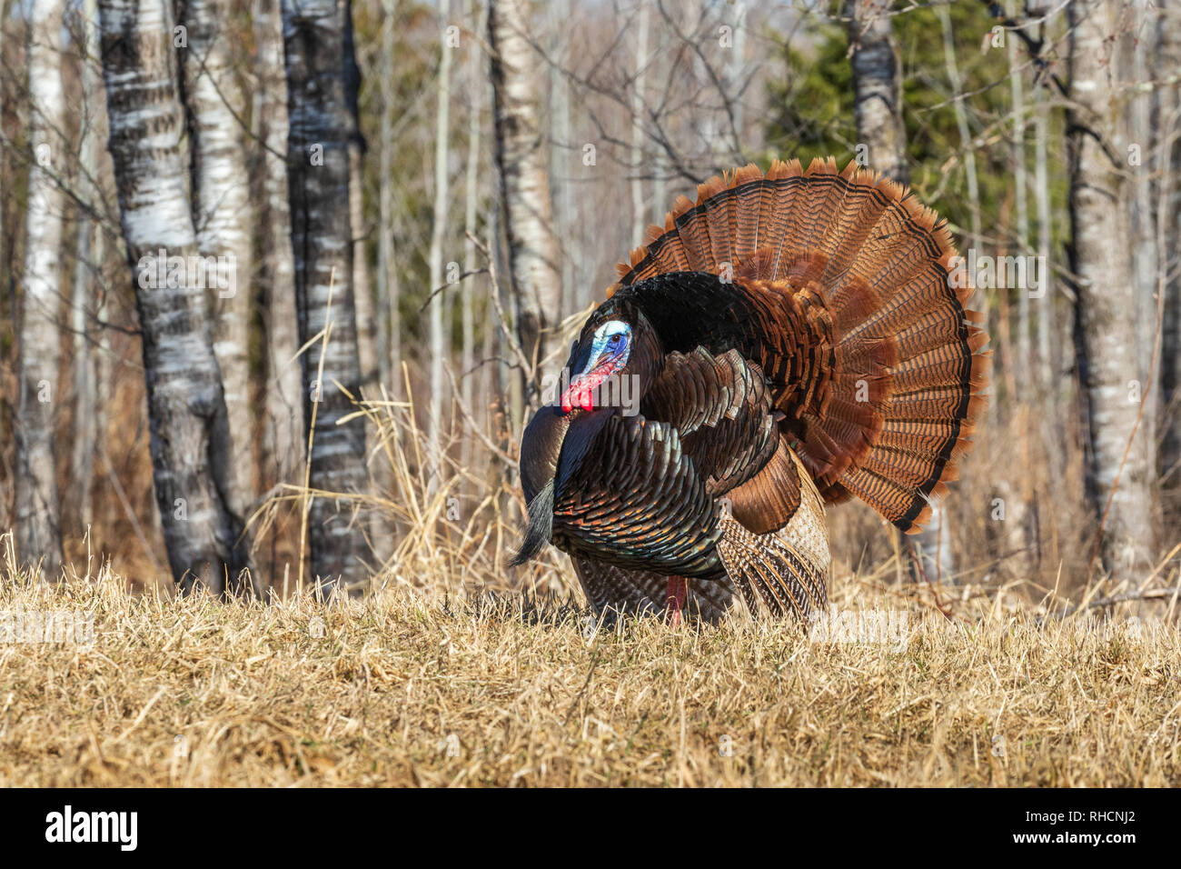Wild Turkey Fanning High Resolution Stock Photography and Images - Alamy