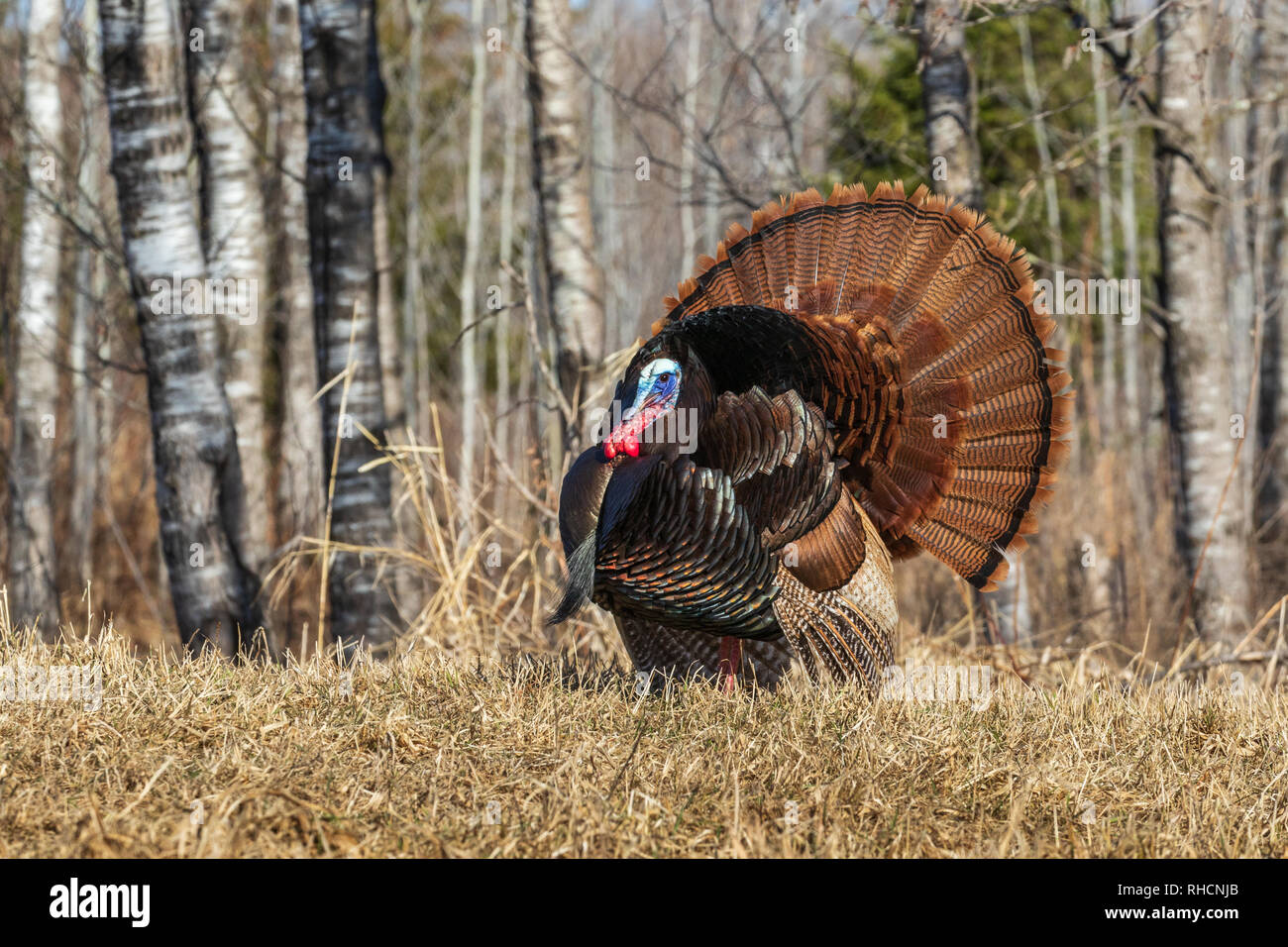 Eastern wild Turkey strutting in a northern Wisconsin field Stock Photo ...