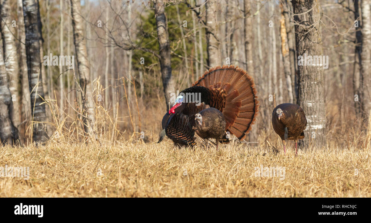 Tom turkey strutting for some hens Stock Photo - Alamy
