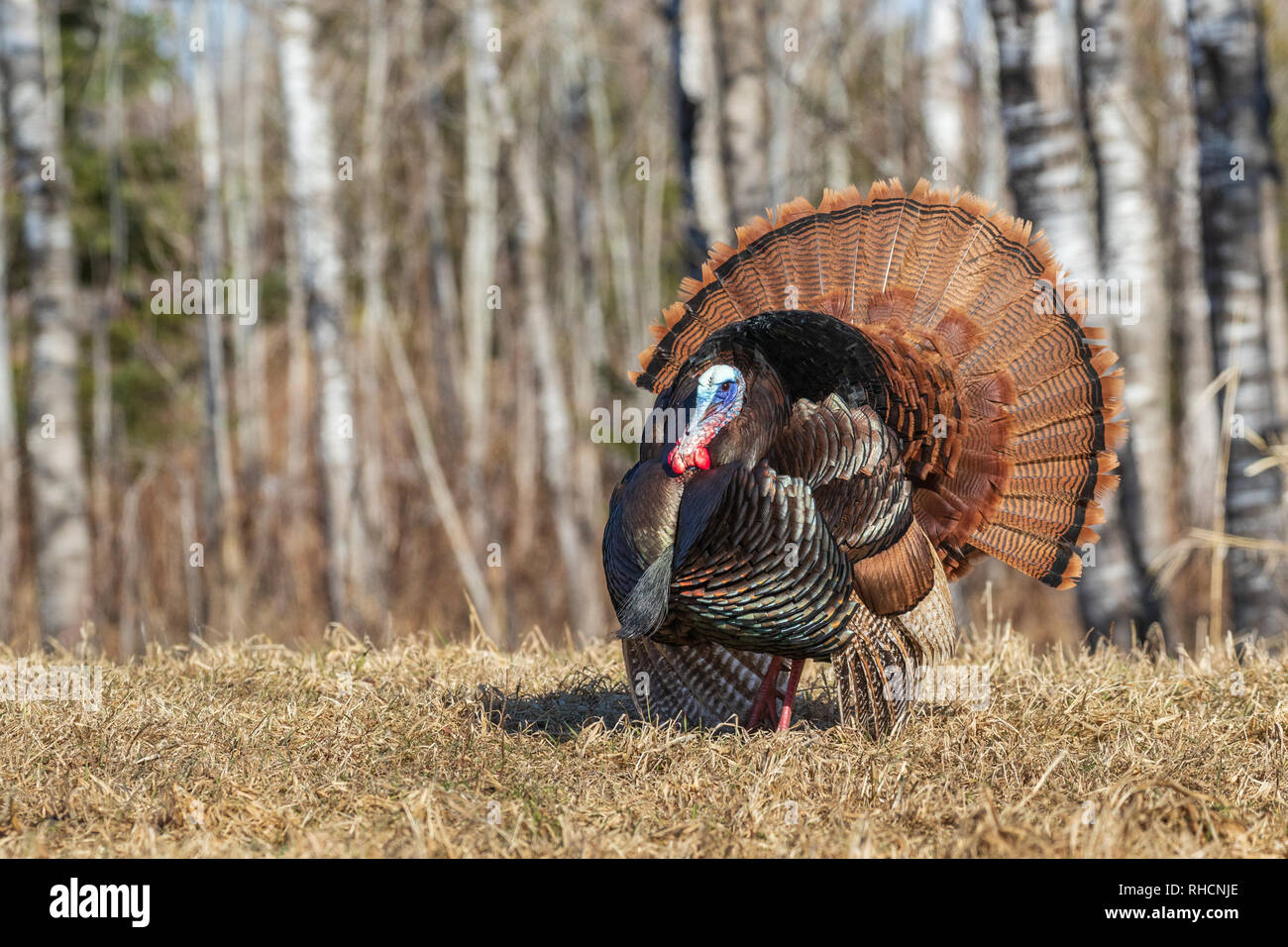 Wild Turkey Fanning High Resolution Stock Photography and Images - Alamy