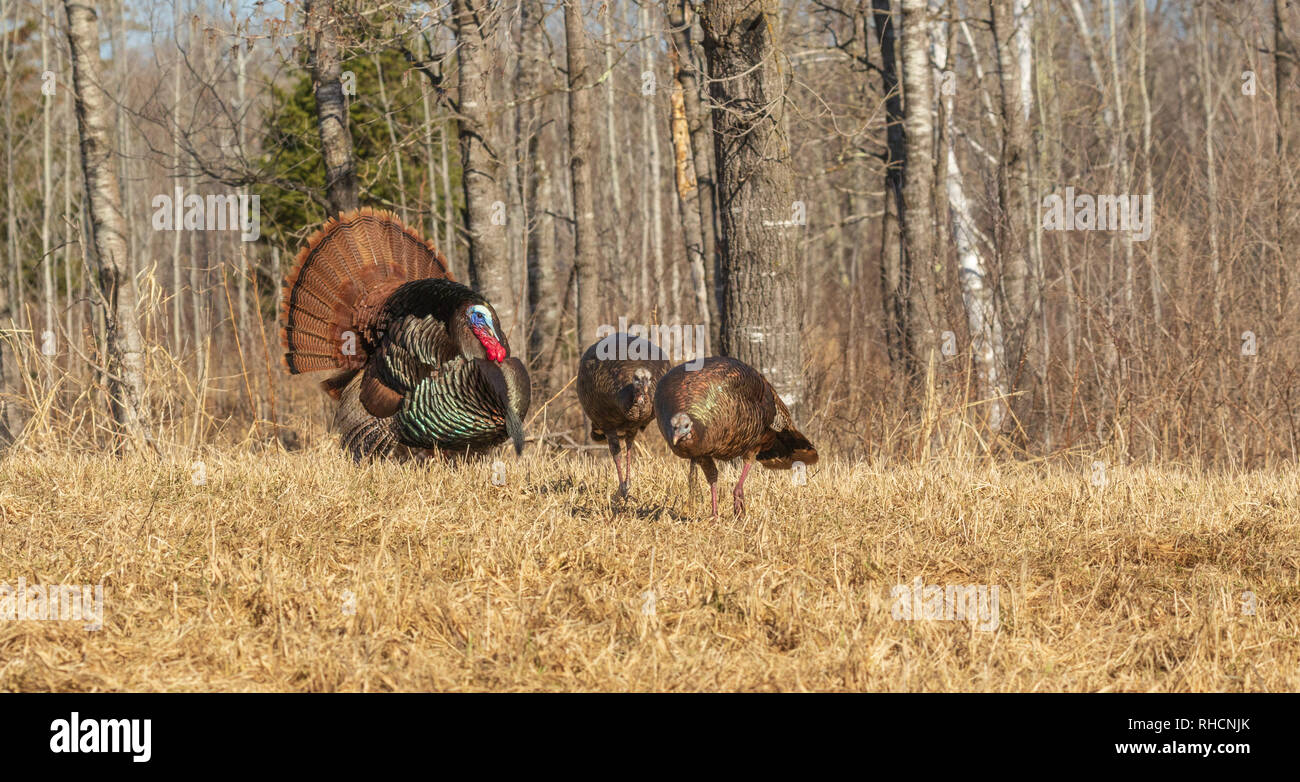 Tom turkey strutting for some hens Stock Photo - Alamy