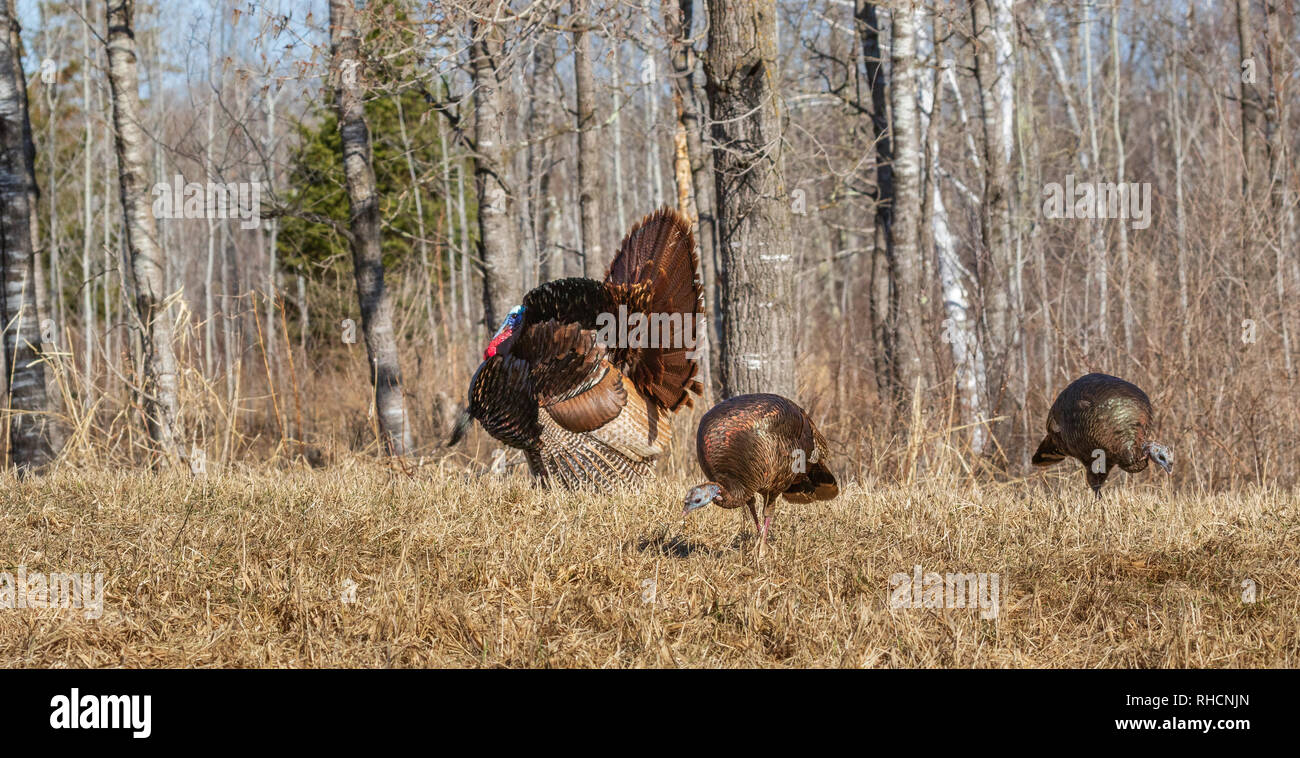 Tom turkey strutting for some hens Stock Photo - Alamy