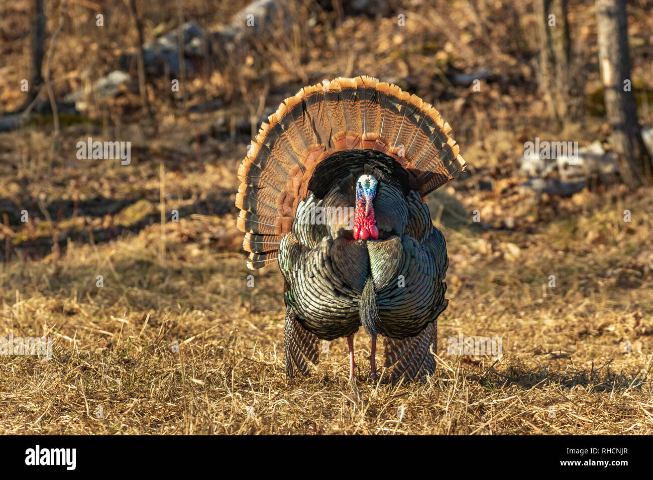 Male eastern wild turkey strutting in the late afternoon light Stock ...