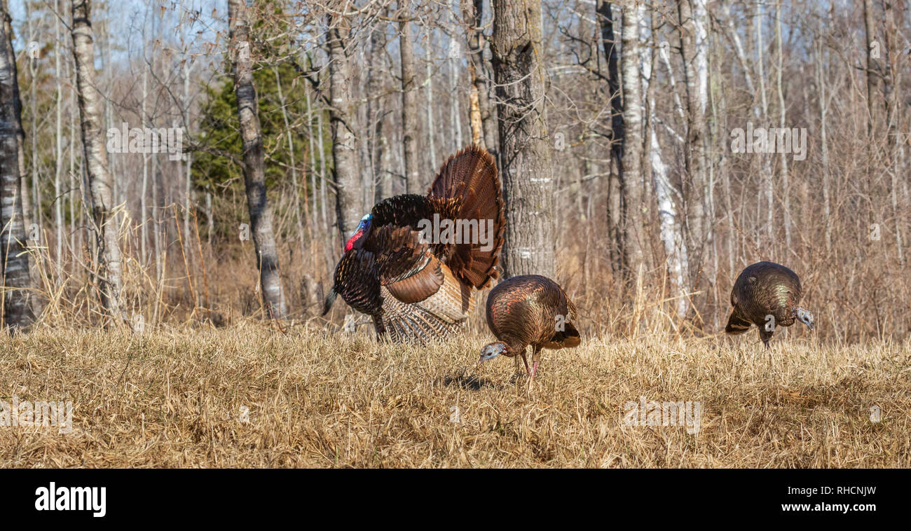 Tom turkey strutting for some hens Stock Photo - Alamy