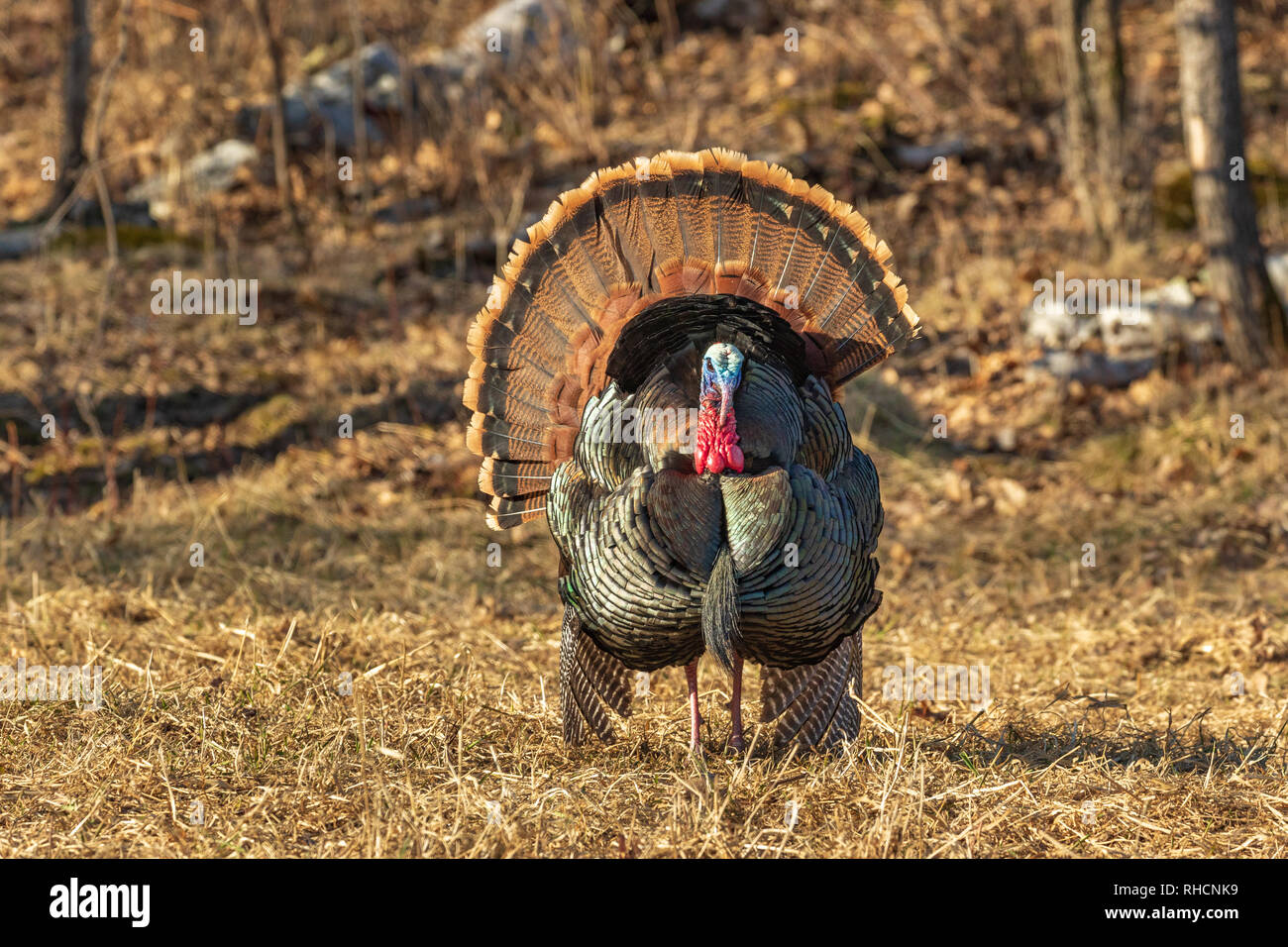 Male eastern wild turkey strutting in the late afternoon light Stock ...
